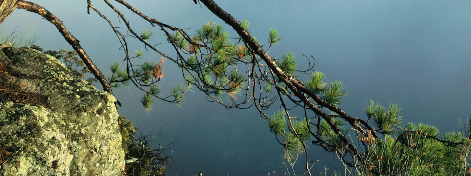 Pycnogenol®: 联系方式