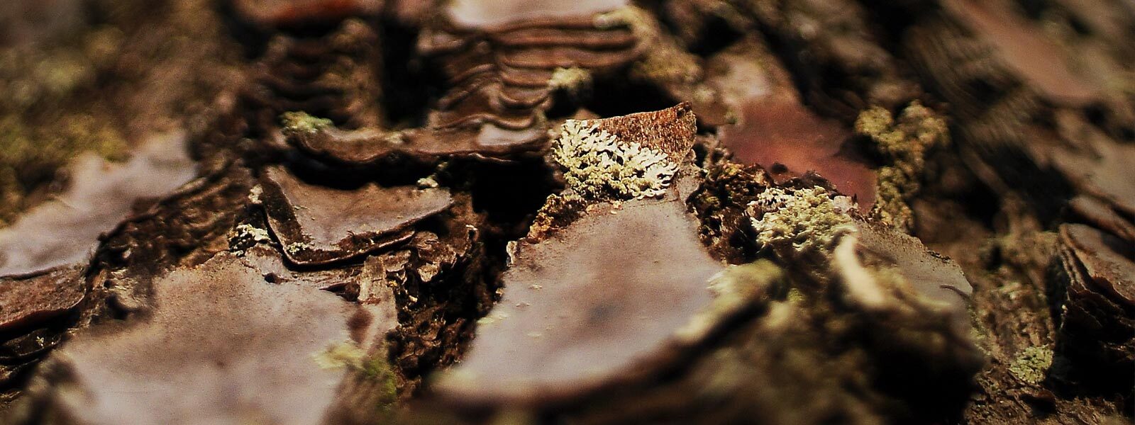 Pycnogenol®: Un estudio demuestra cómo funciona Pycnogenol® en el ...