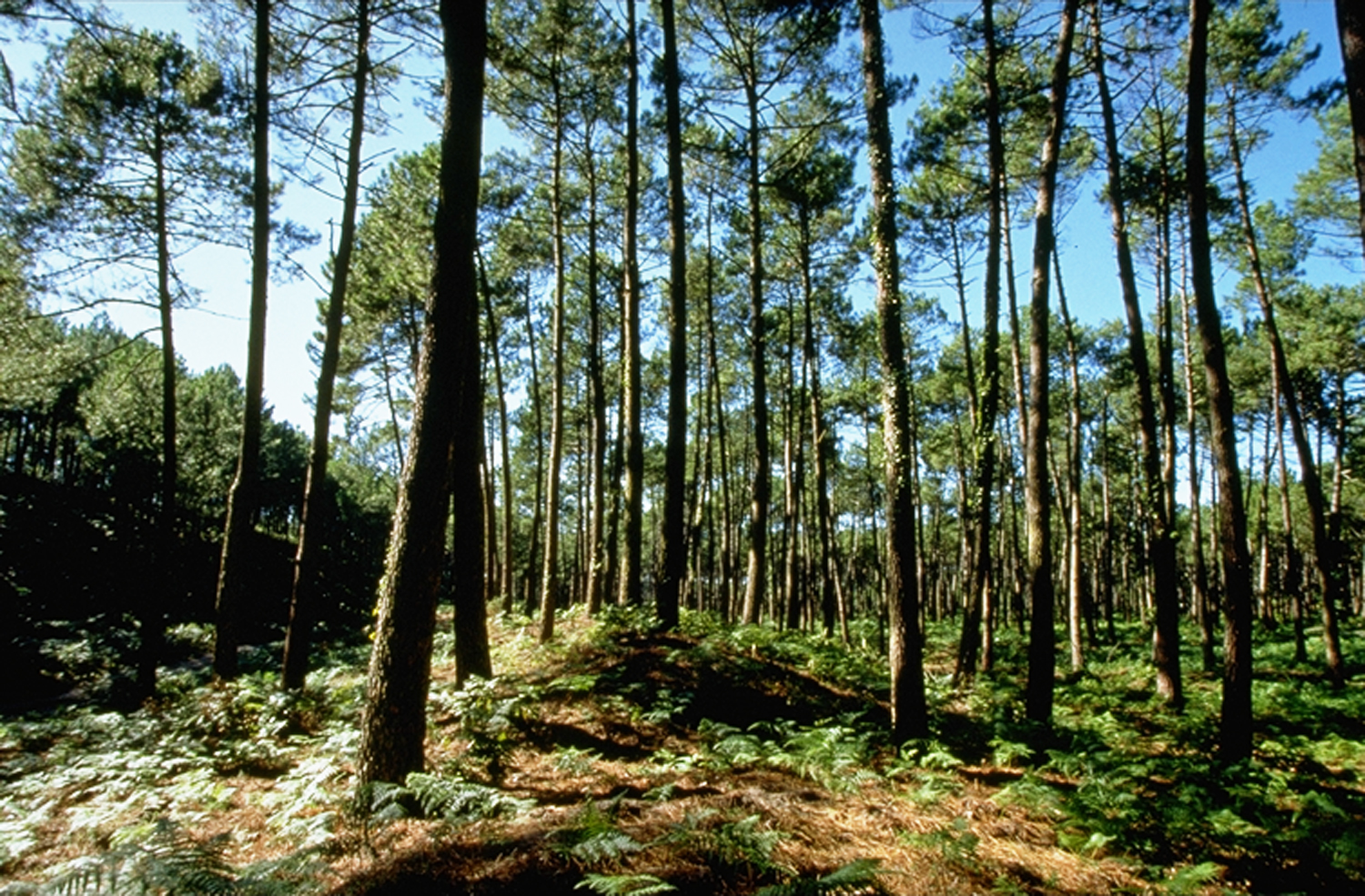 Pycnogenol®: Infographies, photos, logos