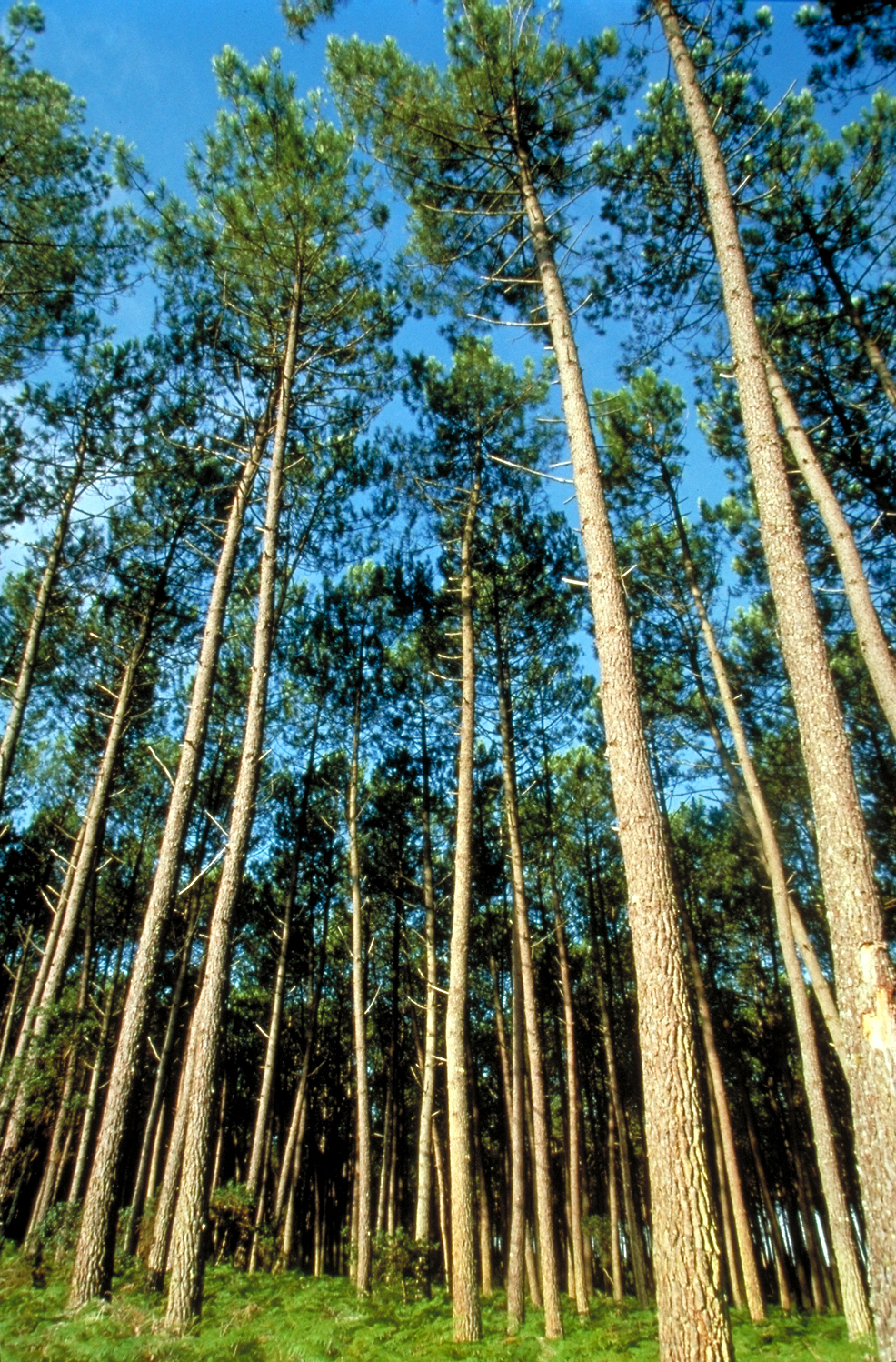 Pycnogenol®: Infographies, photos, logos